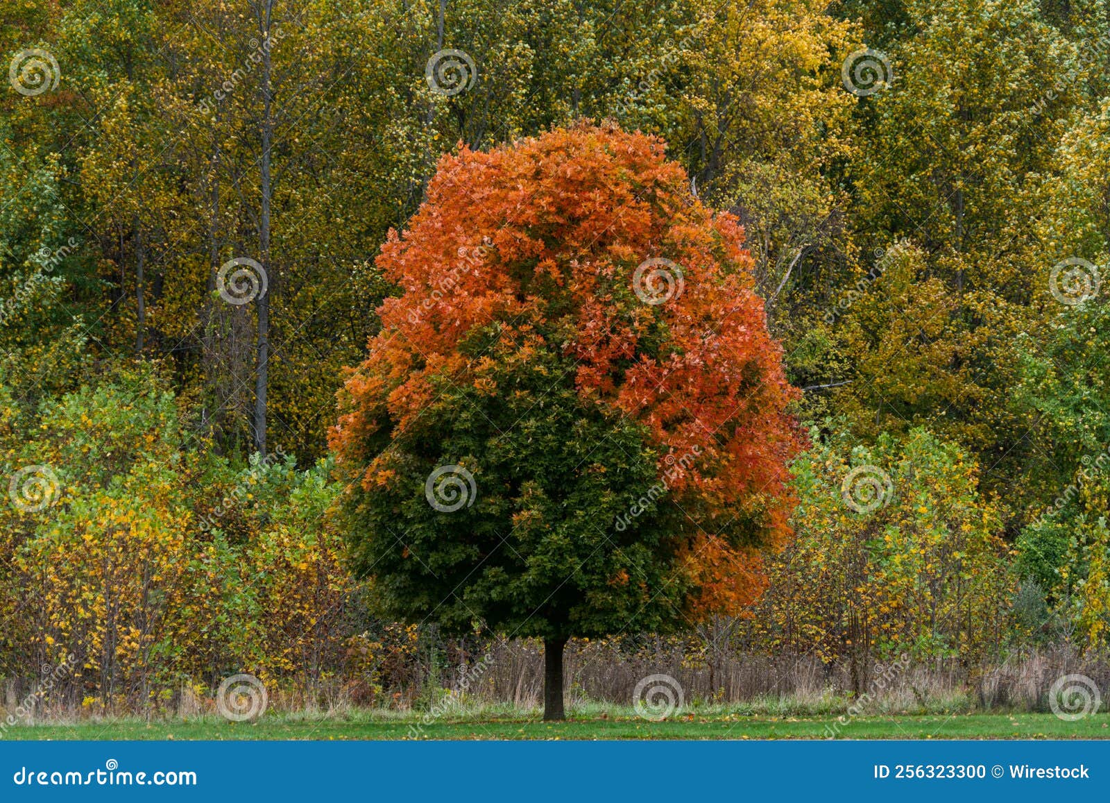 Alone Standing Tree with Half Green Half Orange Leaves Against a Forest ...