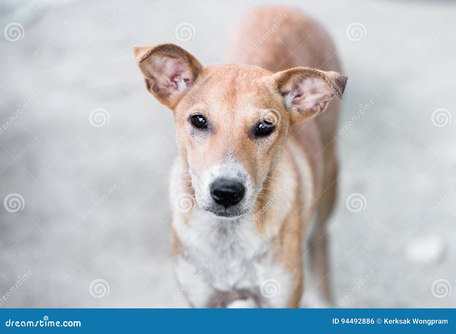 Alone Stray dog on street. stock photo. Image of decorative - 94492886