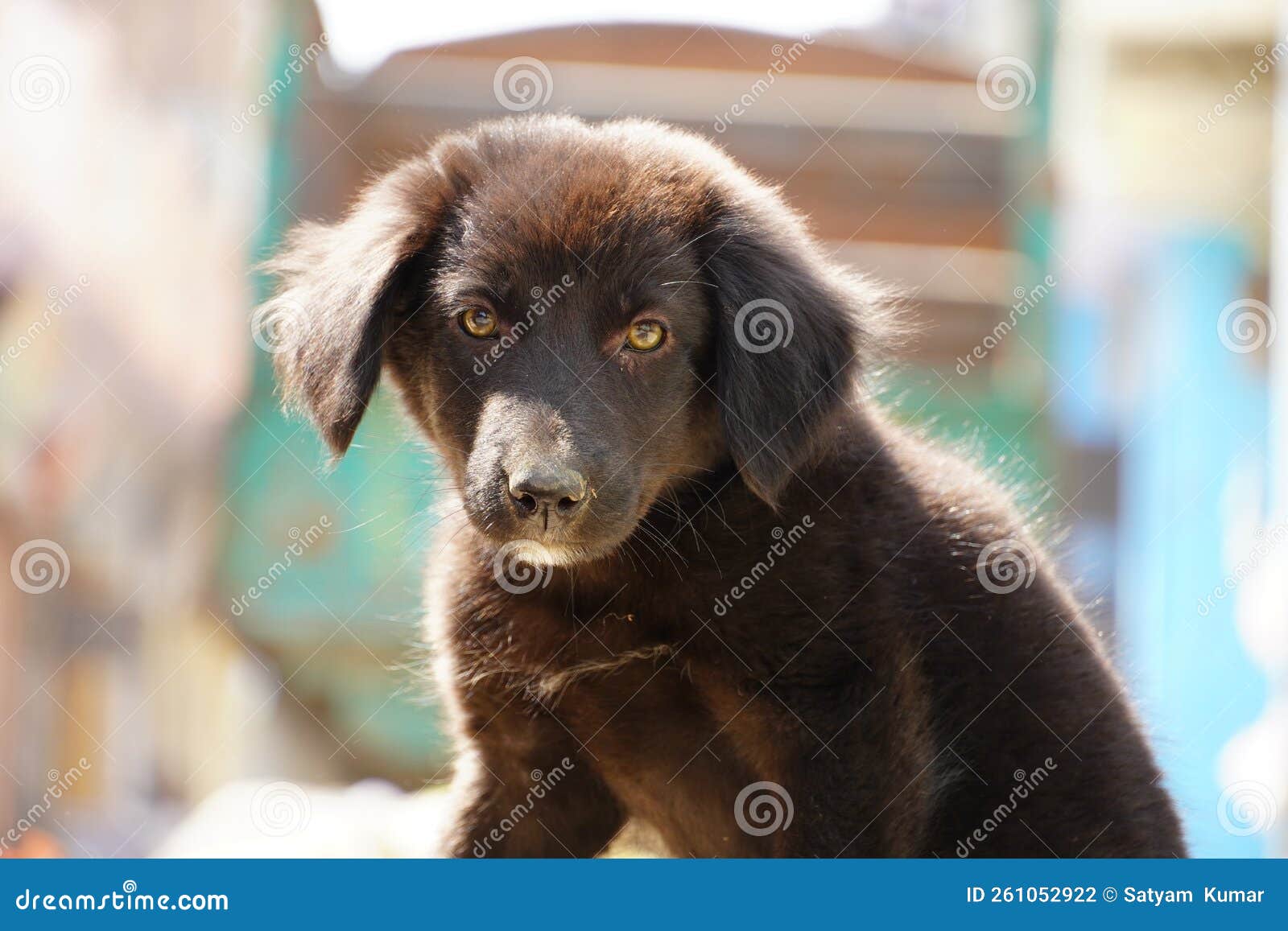 Alone Dog On The Street At Residental House Fence. Stray Black Dog Is ...