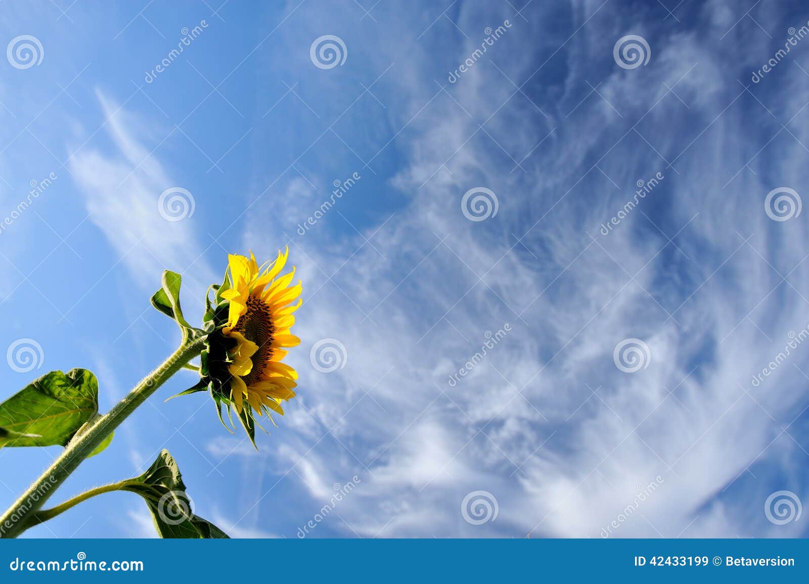 Alone sunflower stock image. Image of leaf, alone, agriculture - 42433199