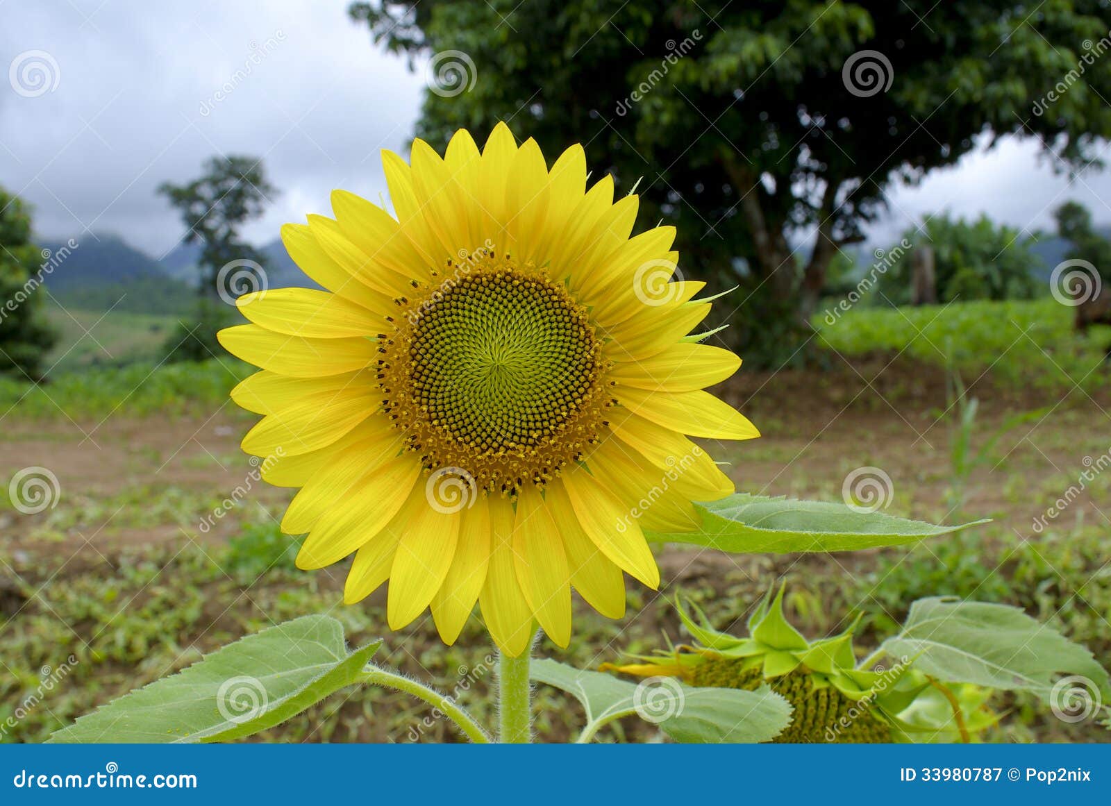 Alone sunflower field stock image. Image of blooming - 33980787