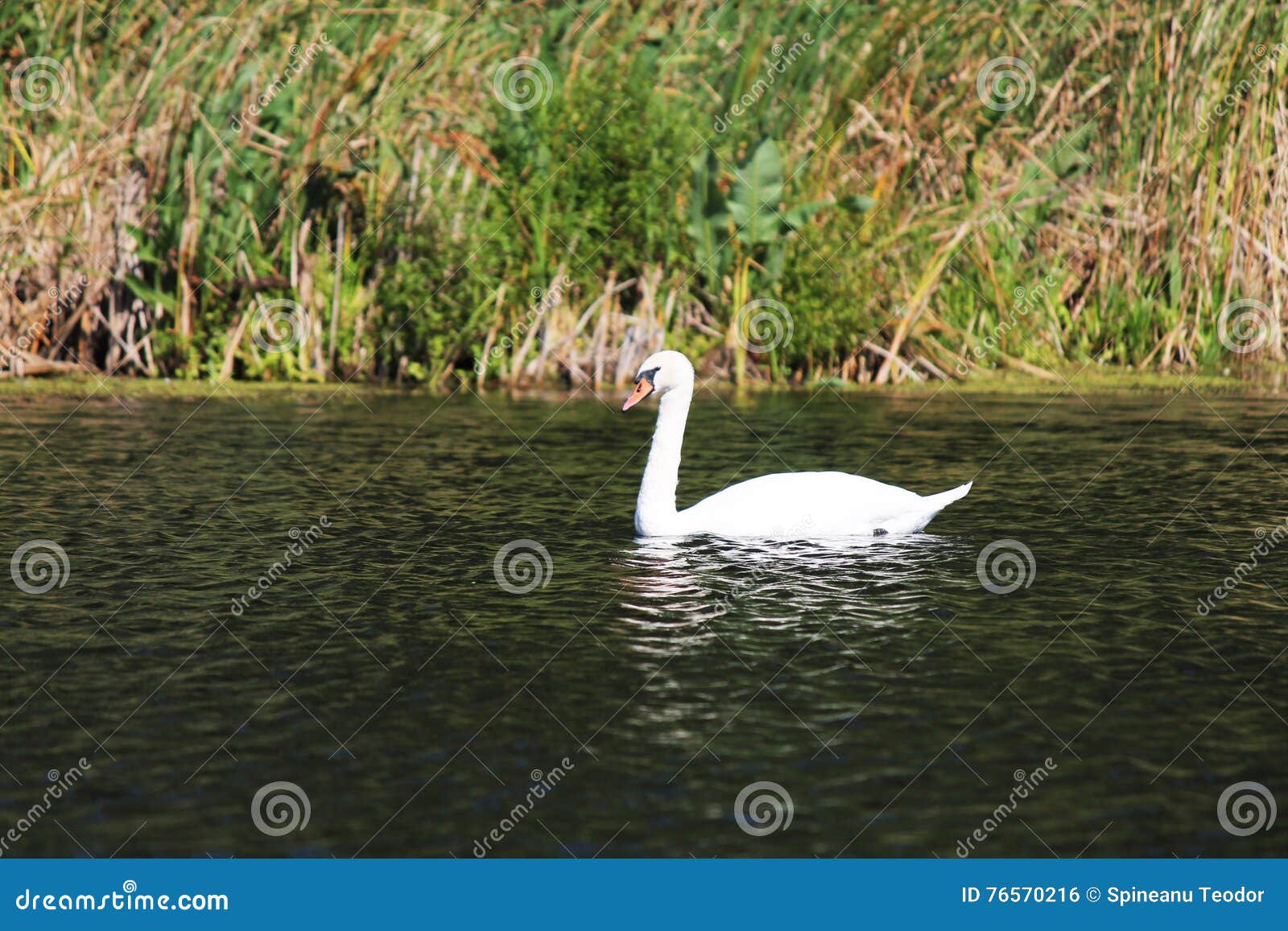 Alone swan stock photo. Image of nature, environment - 76570216