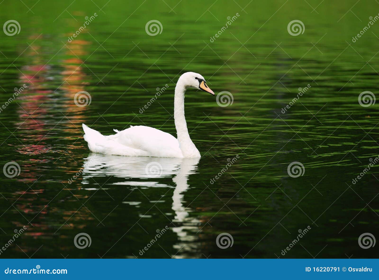 Alone swan swimming stock image. Image of natural, grace - 16220791