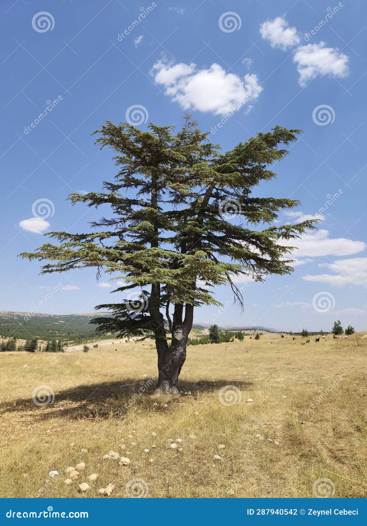 An alone Taurus cedar tree stock photo. Image of alone - 287940542