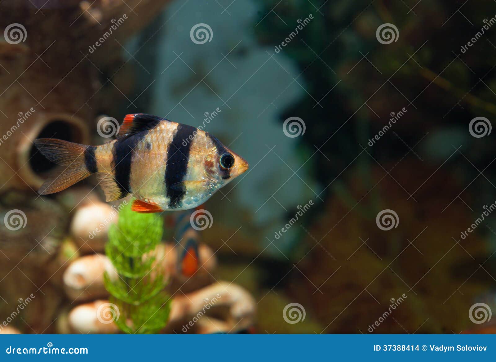 Alone Tiger Barb Freshwater Fish in Aquarium Stock Photo - Image of ...