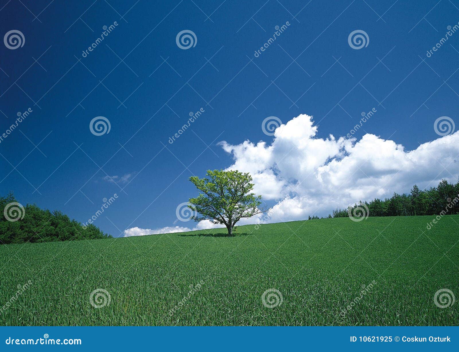 Alone Tree stock image. Image of trees, clear, alone - 10621925