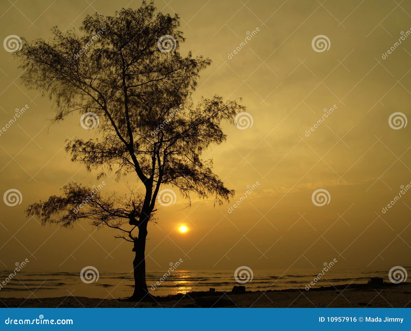 Alone Tree stock photo. Image of slack, rock, alone, tree - 10957916