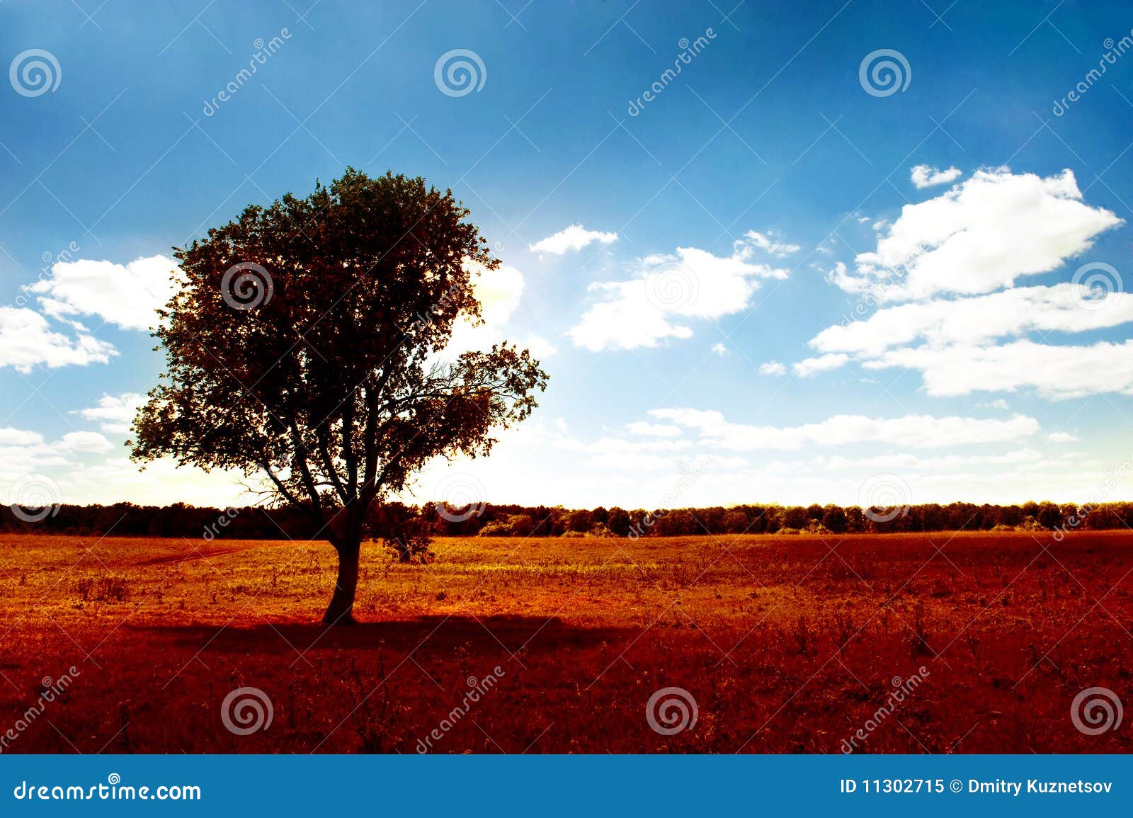 Alone tree stock image. Image of cloudy, holiday, natural - 11302715