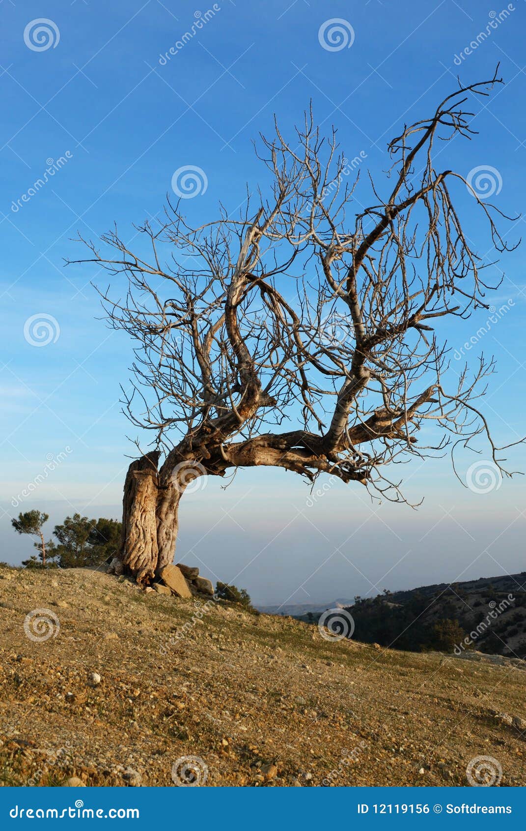 Alone Tree stock photo. Image of clouds, grass, sunlight - 12119156