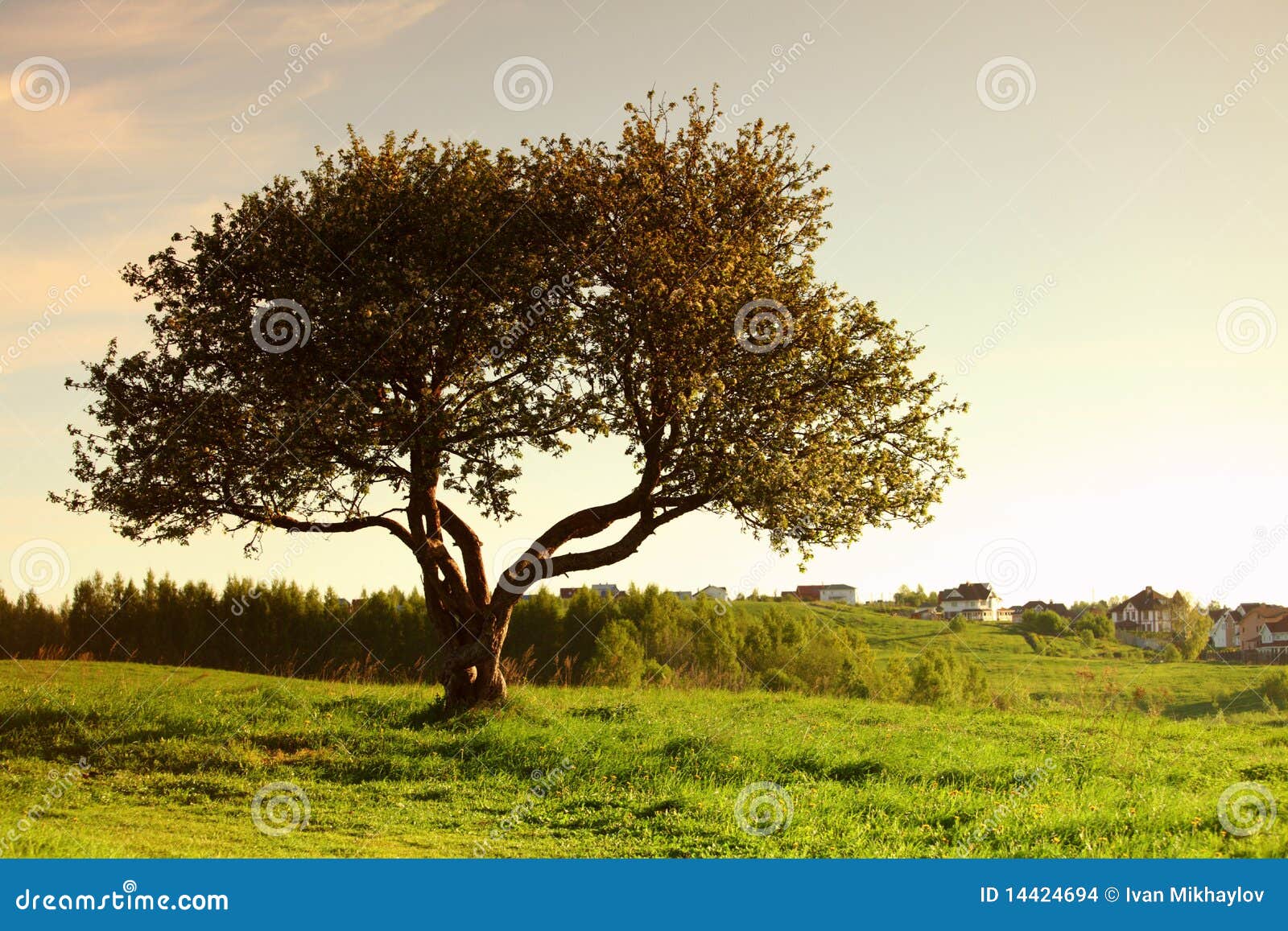 Alone tree stock photo. Image of grass, beauty, field - 14424694
