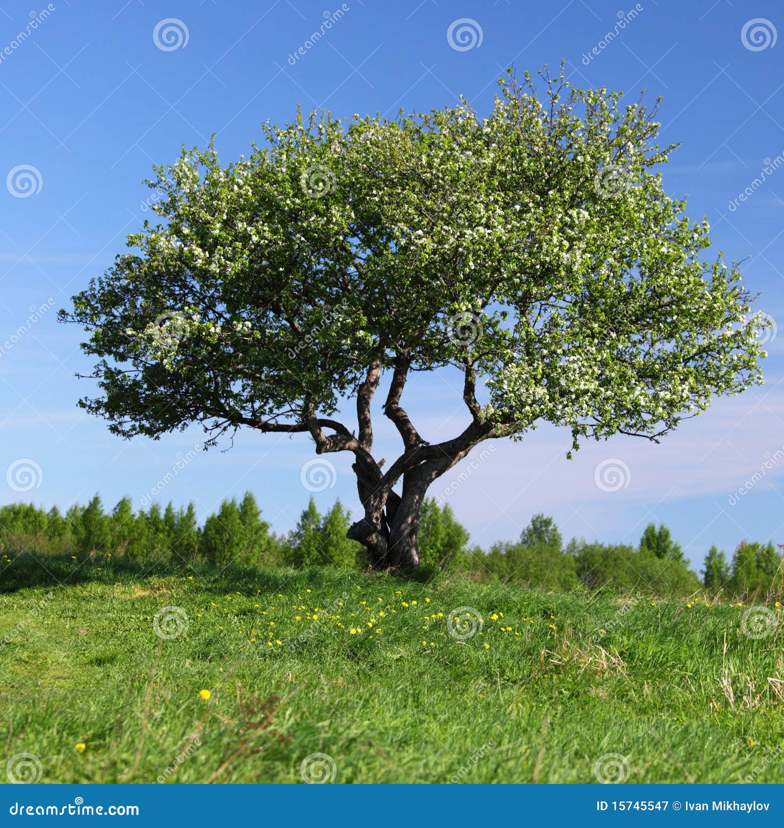 Alone tree stock image. Image of landscape, alone, flora - 15745547
