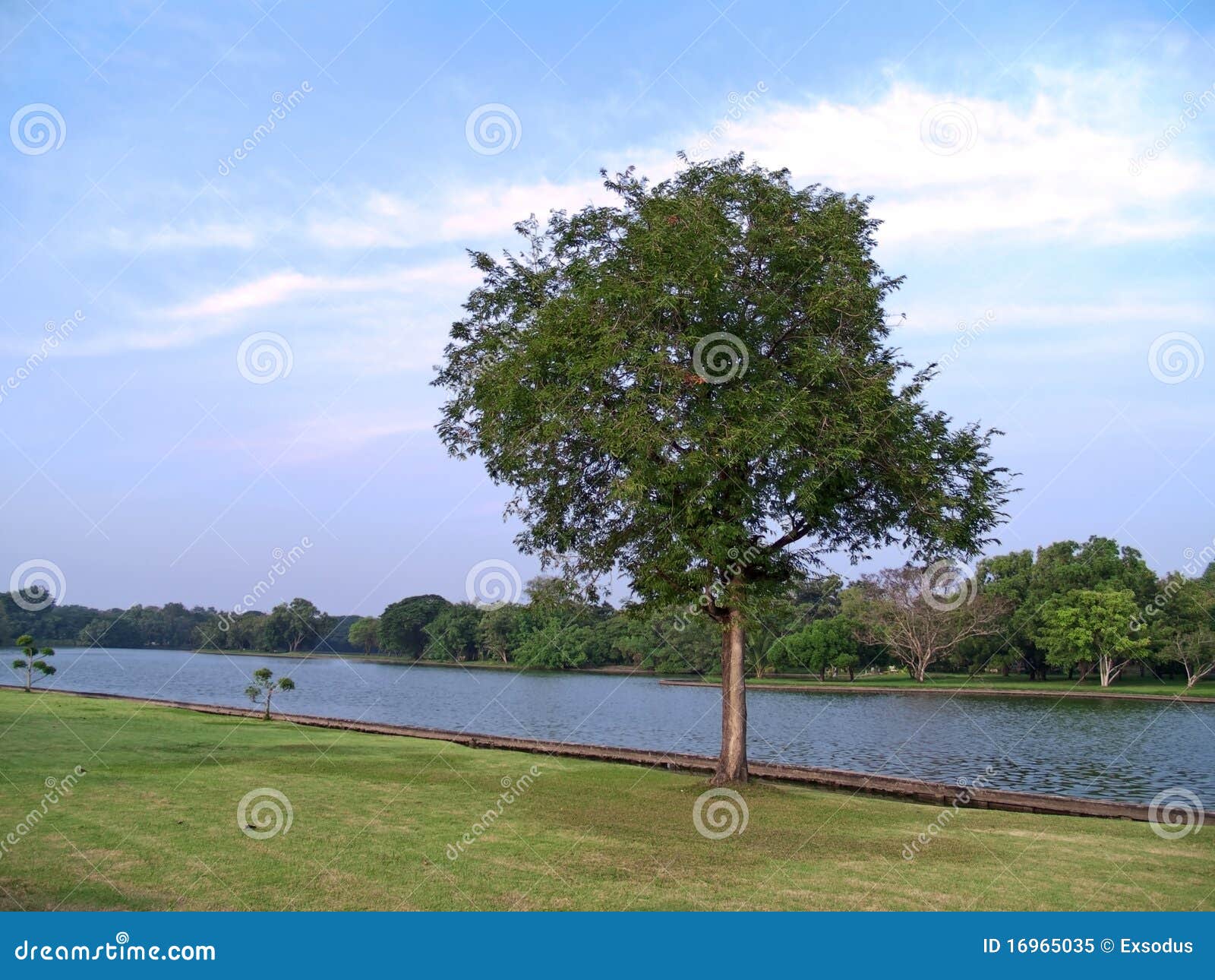 Alone tree stock image. Image of fresh, rural, basin - 16965035