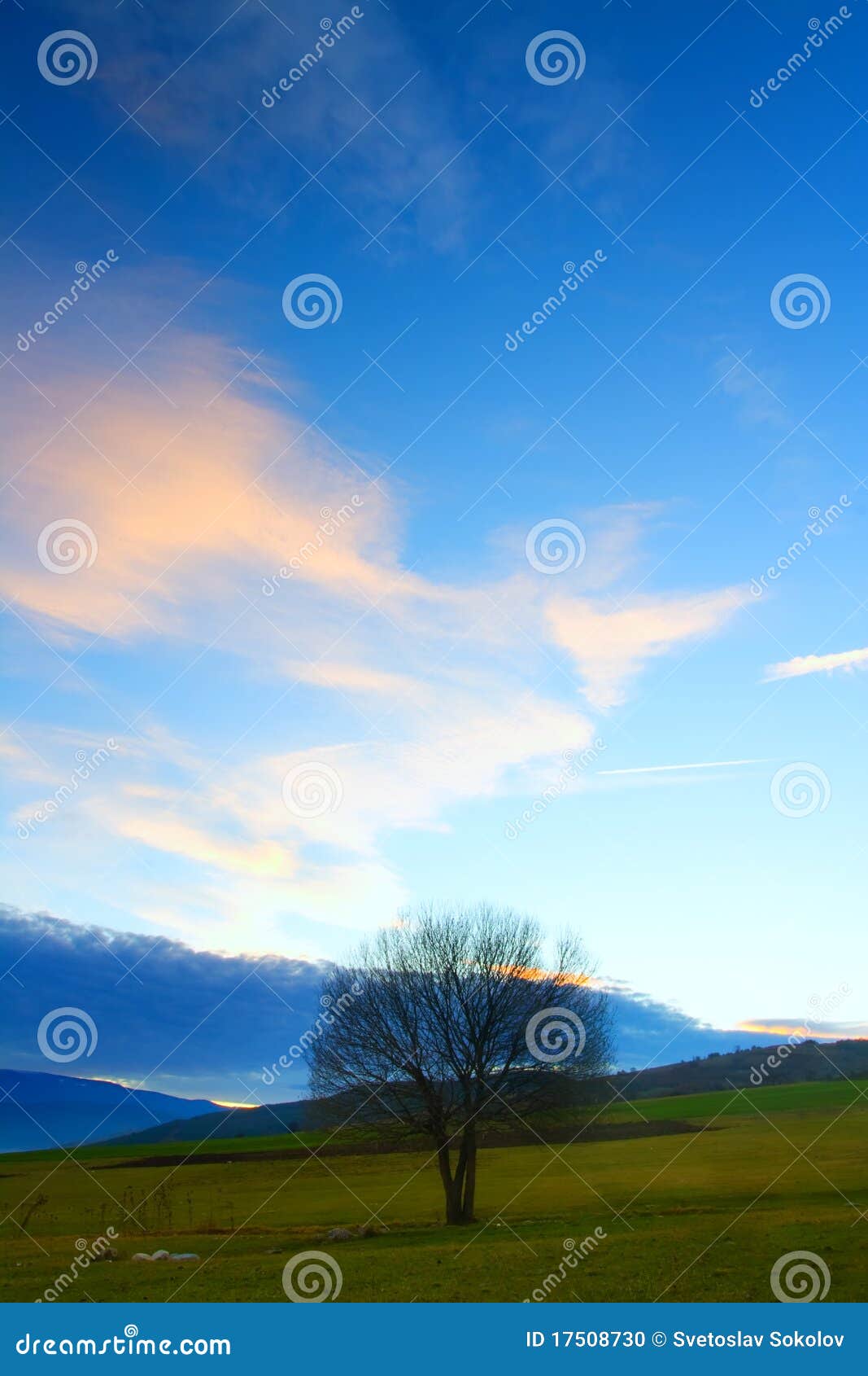 Alone tree stock photo. Image of beautiful, clear, landscape - 17508730