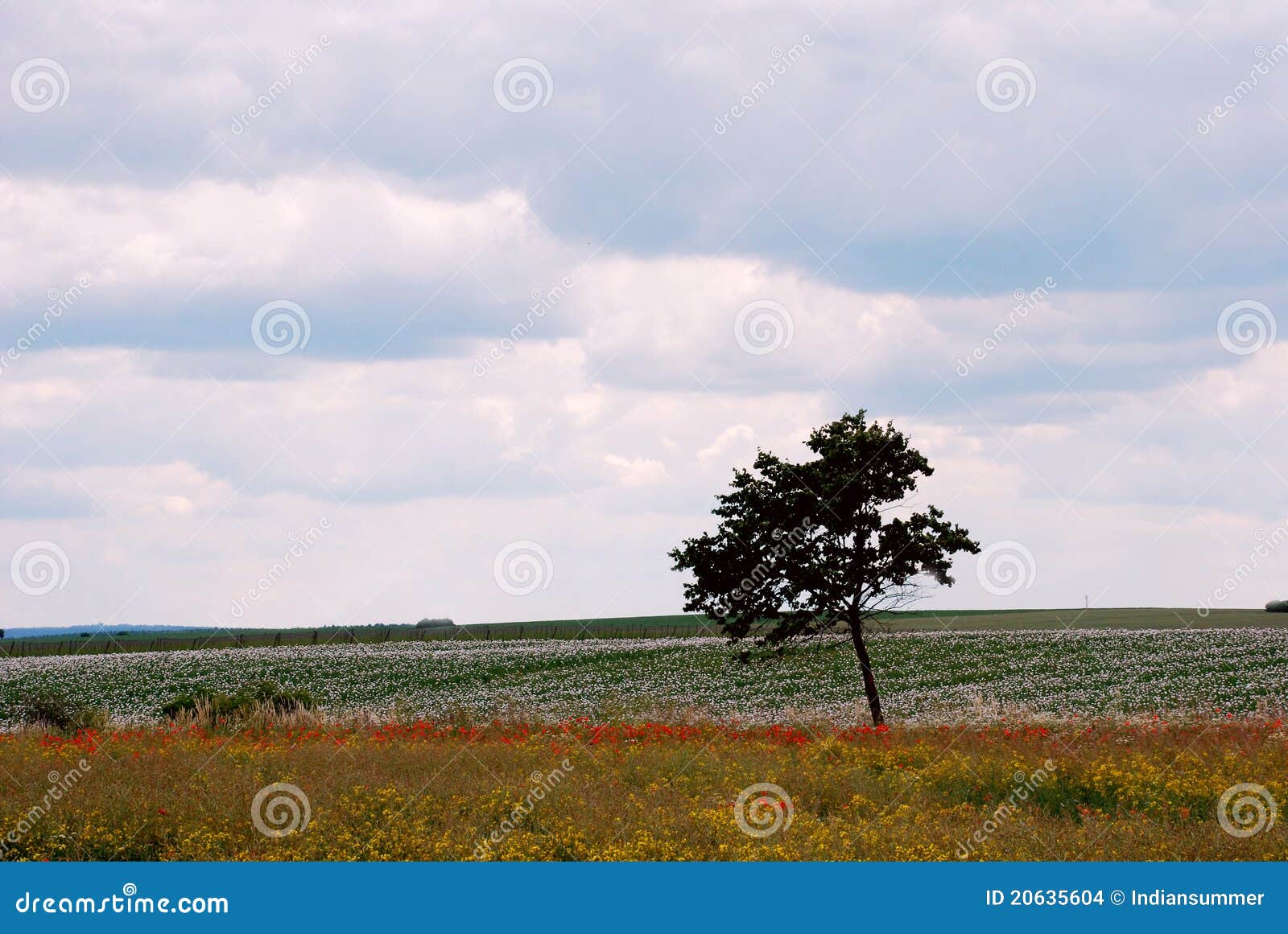 Alone tree stock photo. Image of meadow, season, trees - 20635604
