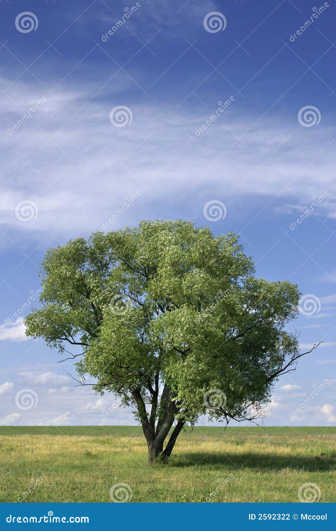 Alone tree stock photo. Image of outdoors, alone, nature - 2592322