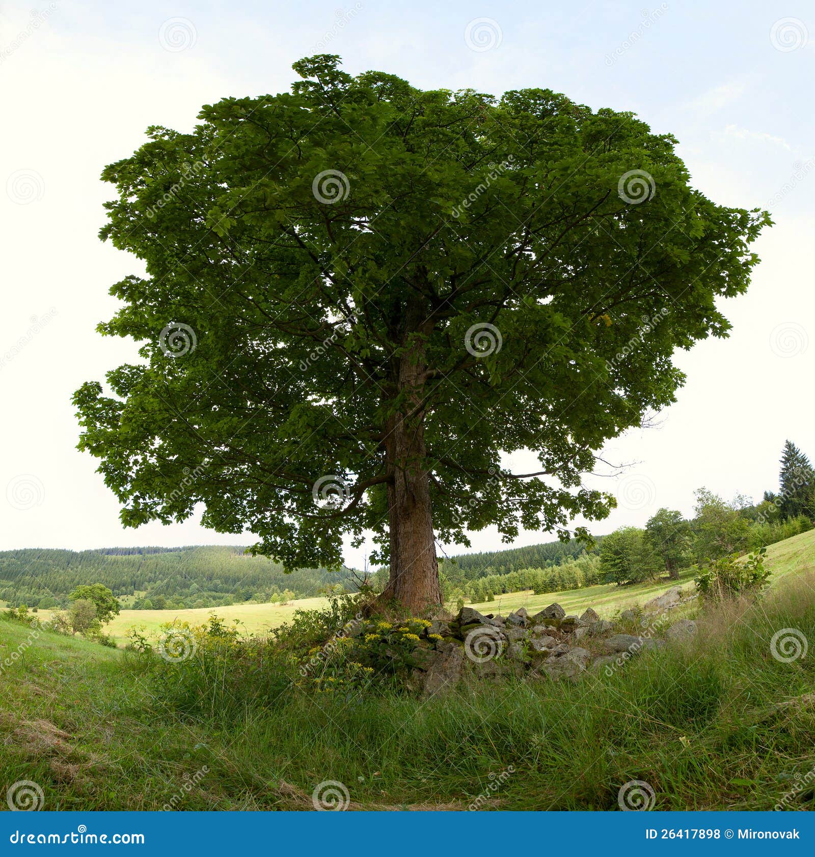 Alone tree stock photo. Image of ecology, green, summer - 26417898