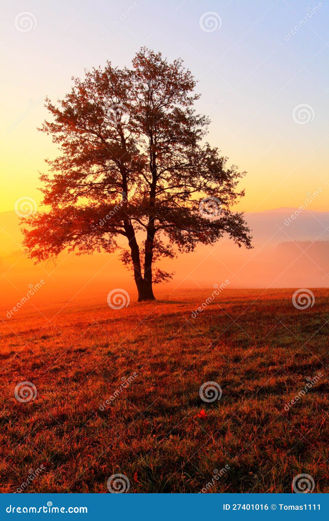 Alone tree stock photo. Image of color, autumn, forest - 27401016