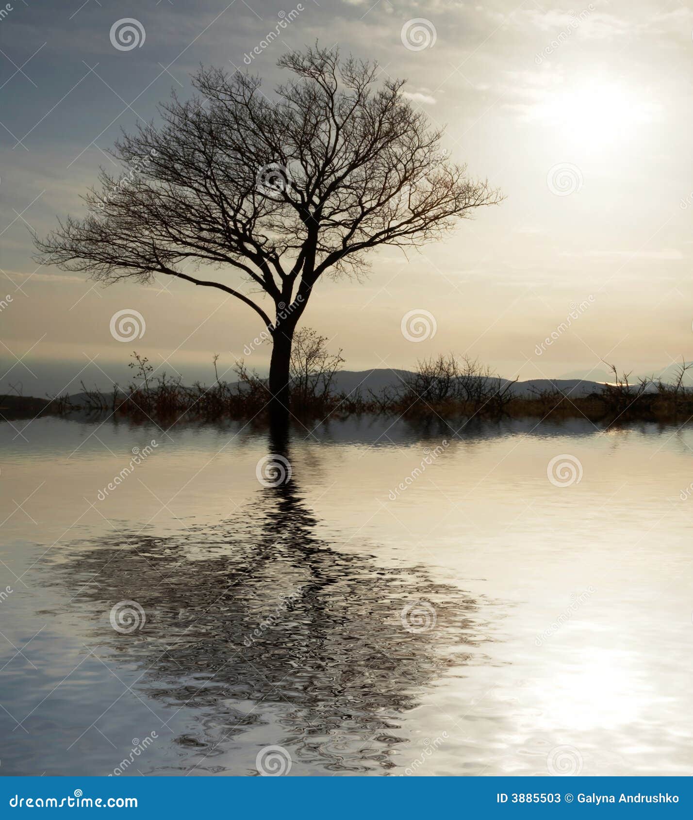Alone tree stock image. Image of rural, cheerful, flora - 3885503