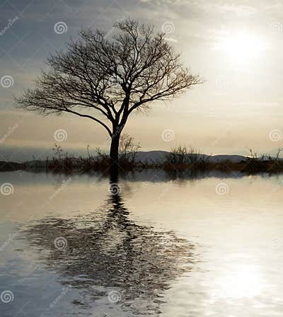 Alone tree stock image. Image of rural, cheerful, flora - 3885503