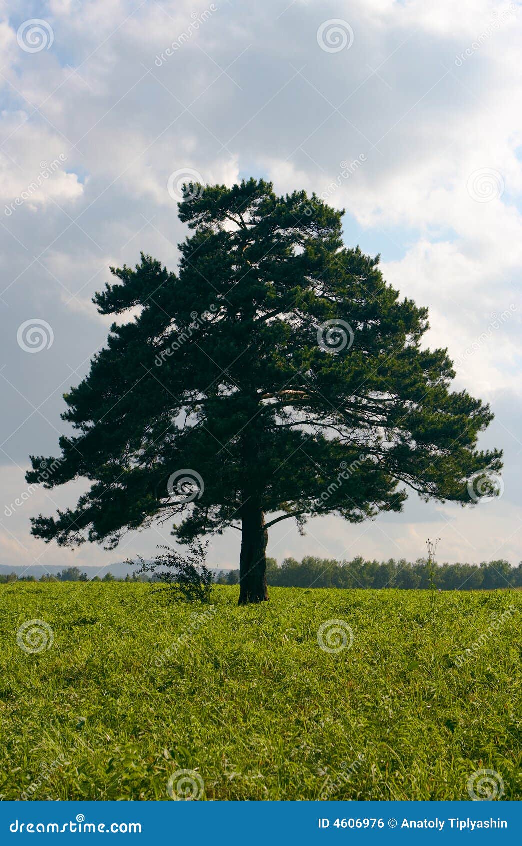 Alone tree stock photo. Image of fresh, field, idyll, horizon - 4606976