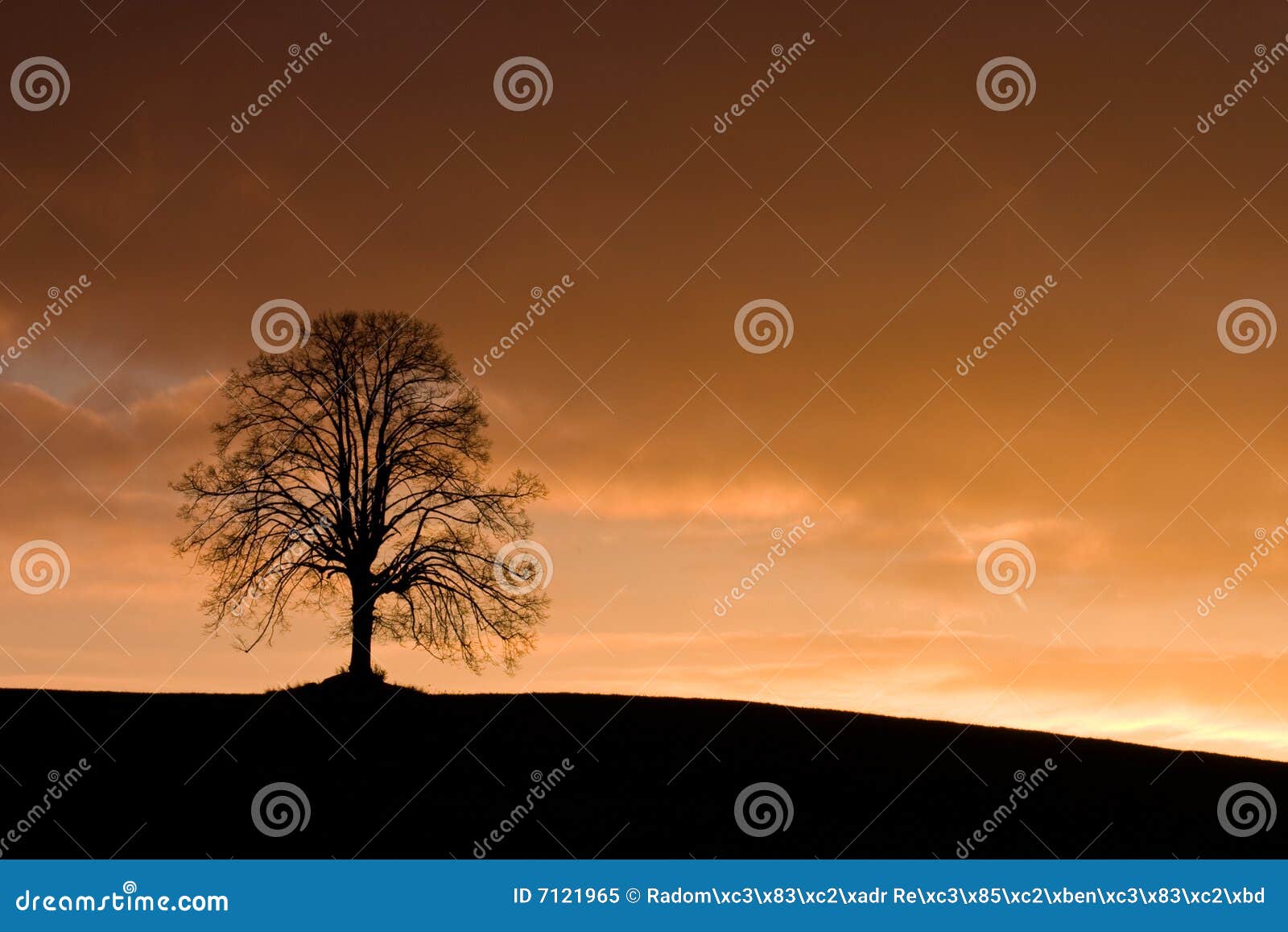 Alone tree stock image. Image of dark, nature, outdoor - 7121965