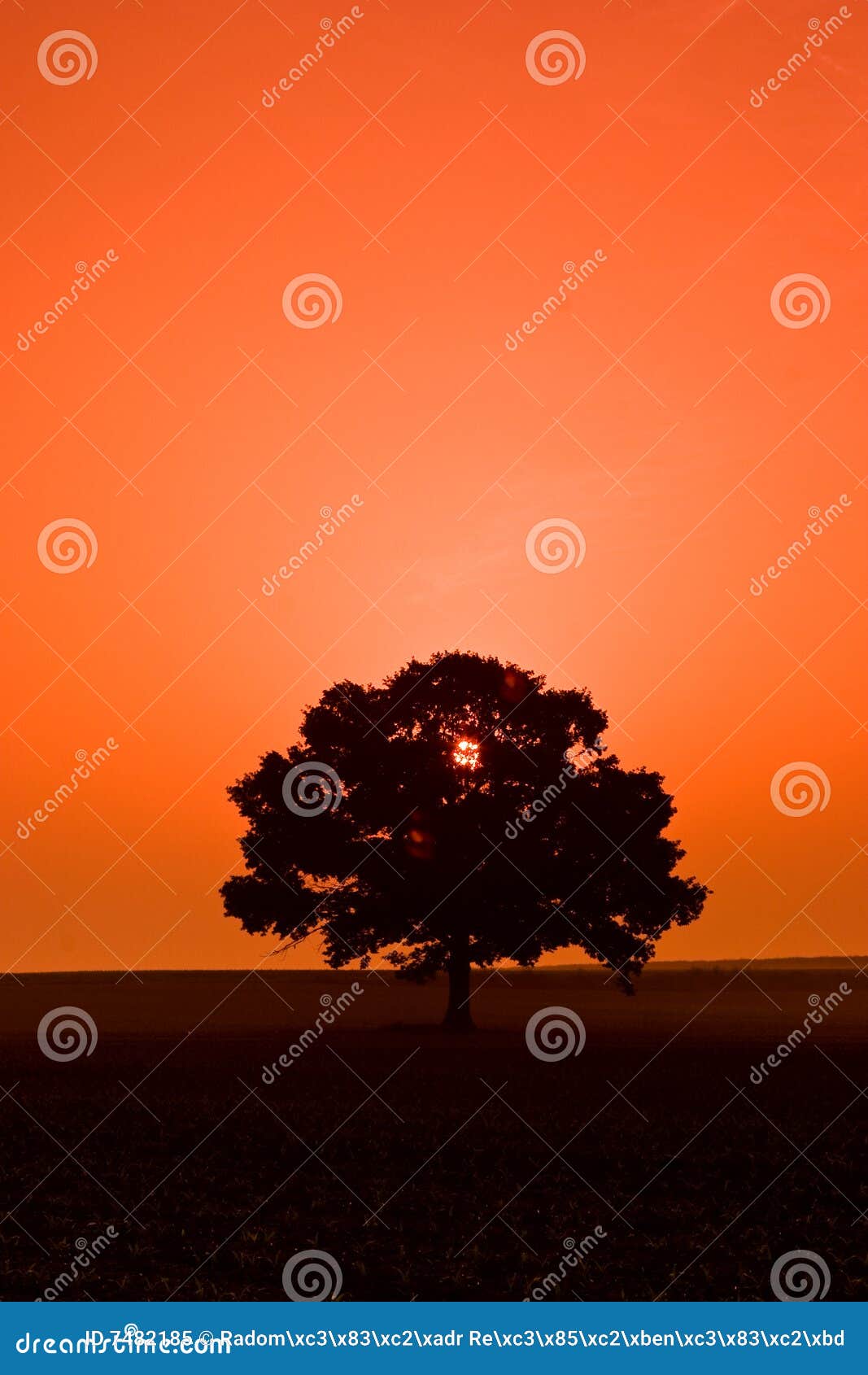 Alone tree stock image. Image of autumn, nature, flora - 7482185