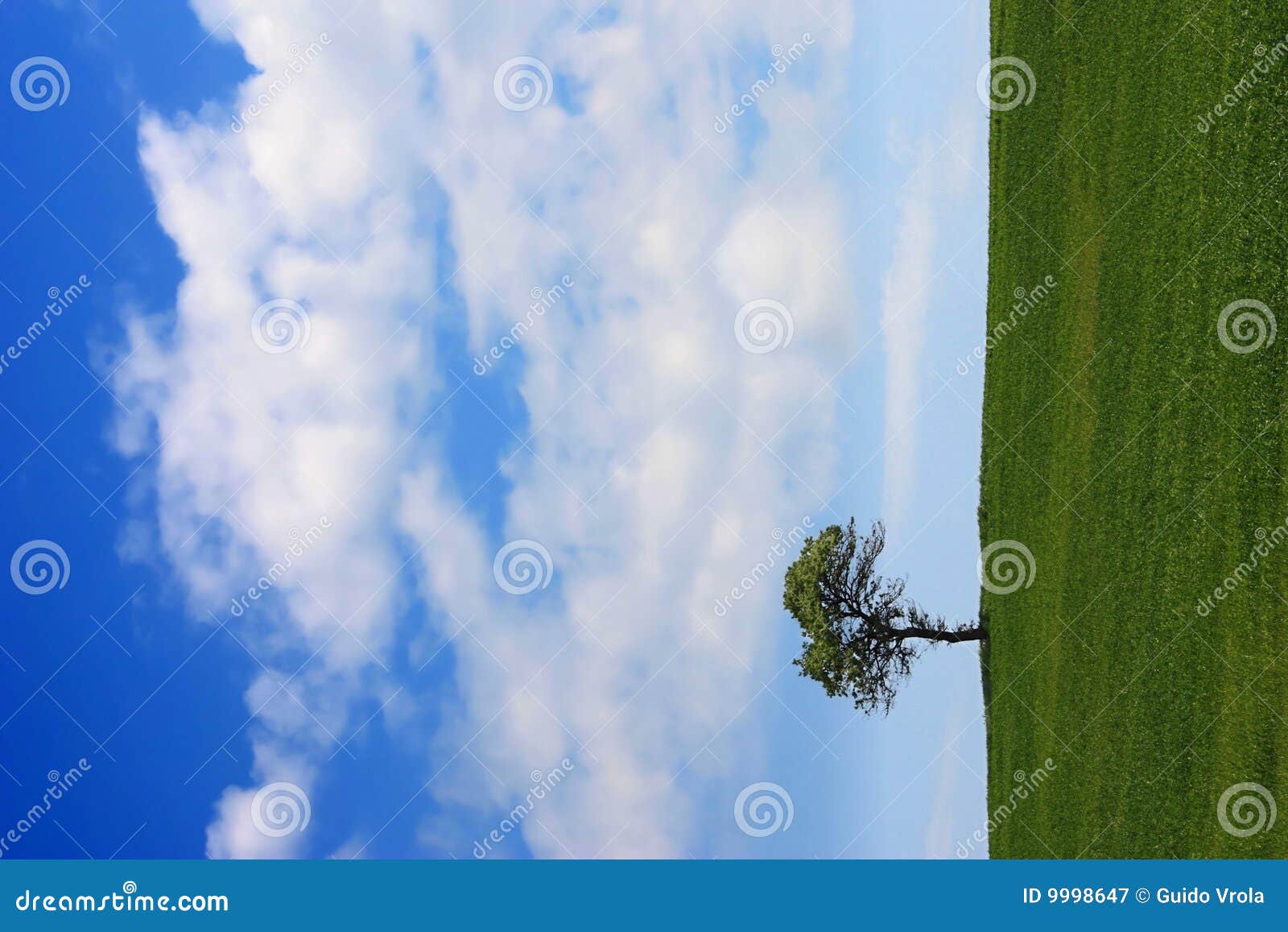 Alone tree stock image. Image of idyllic, nature, cloudy - 9998647