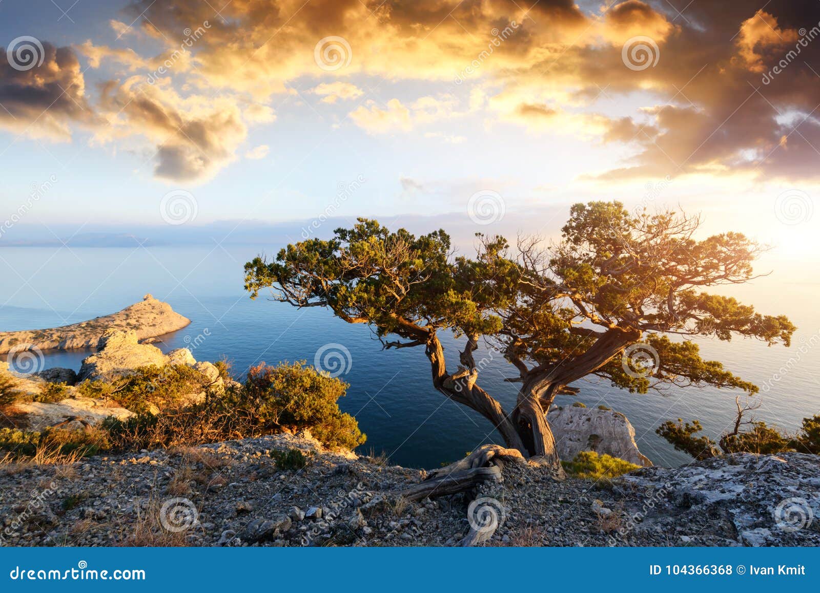 Alone Tree on the Edge of the Cliff Stock Photo - Image of scene ...