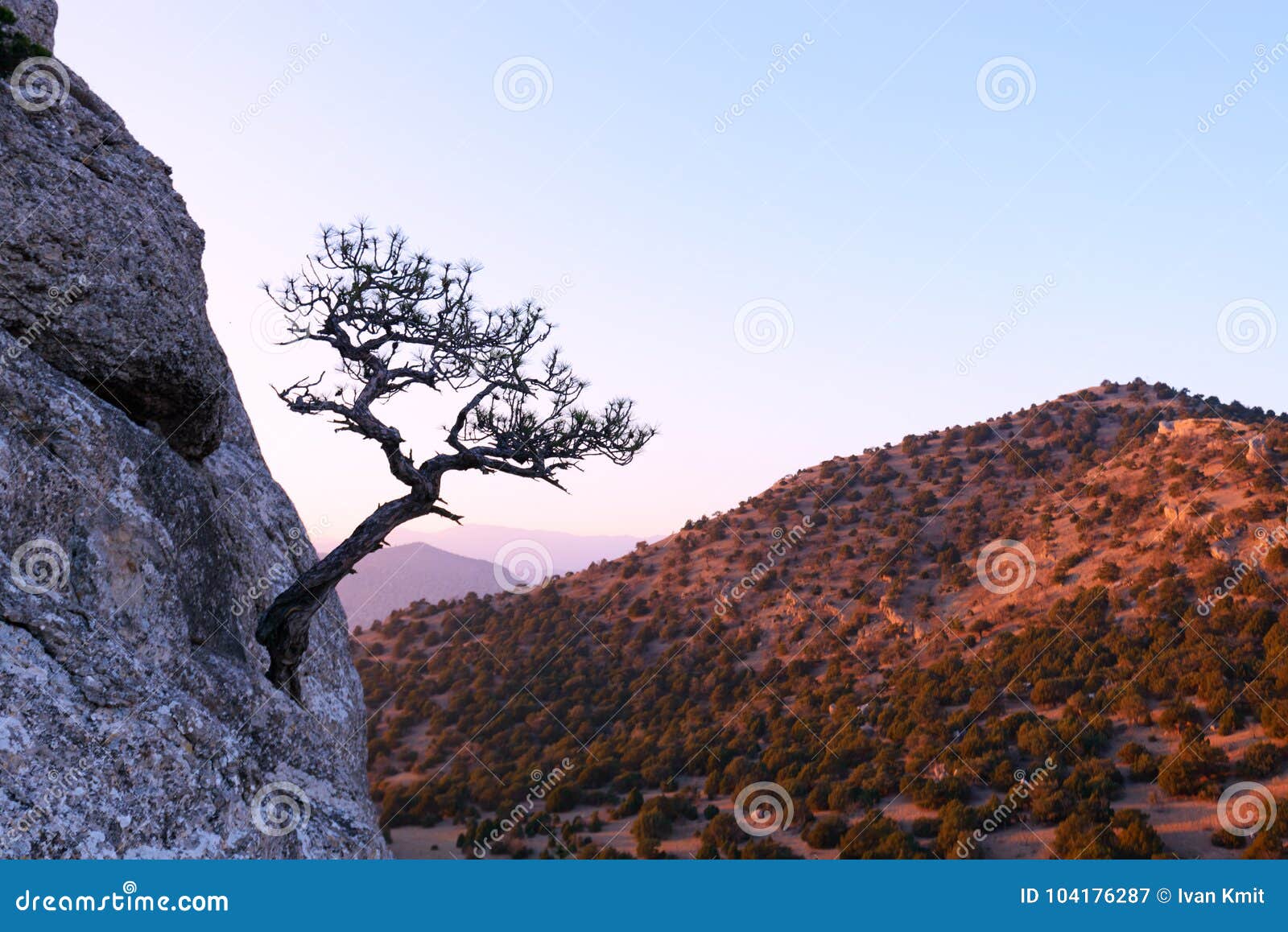 Alone Tree on the Edge of the Cliff Stock Image - Image of southern ...