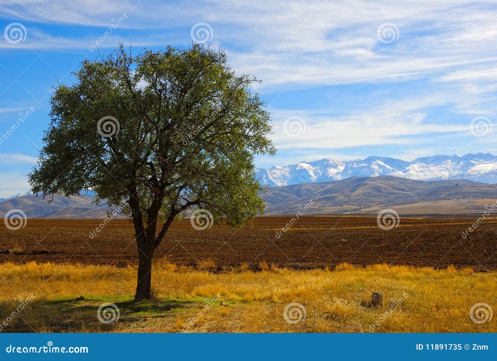Alone tree in field stock image. Image of branch, anatolia - 11891735
