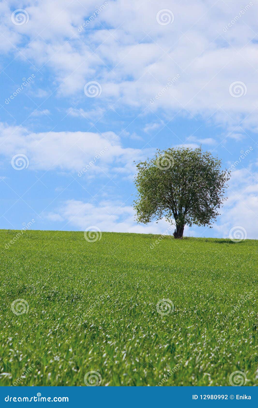 Alone tree in the field stock photo. Image of natural - 12980992