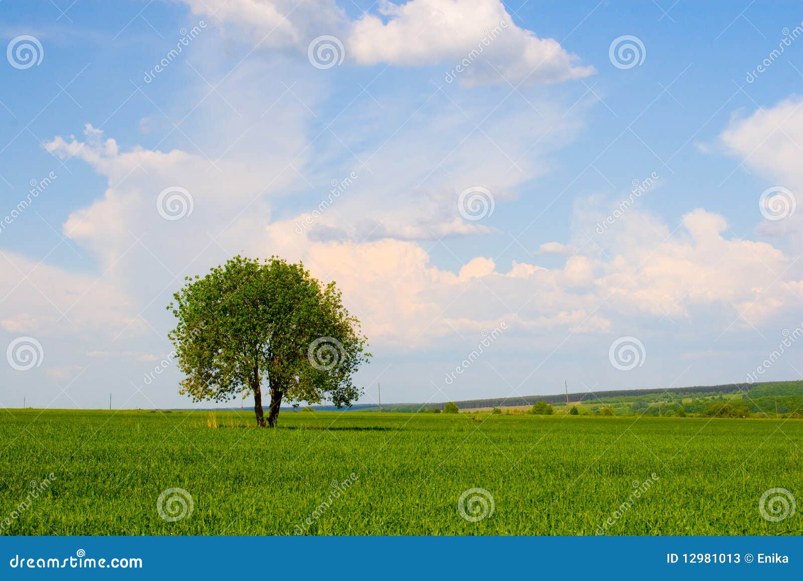 Alone tree in the field stock image. Image of cloud, rural - 12981013
