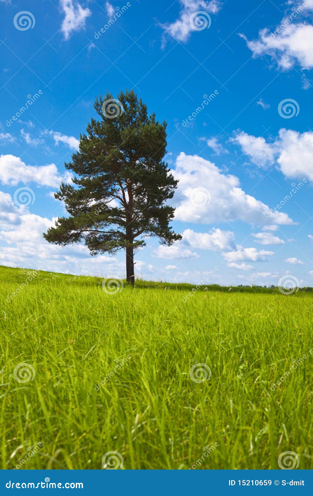 Alone tree in field stock image. Image of natural, alone - 15210659