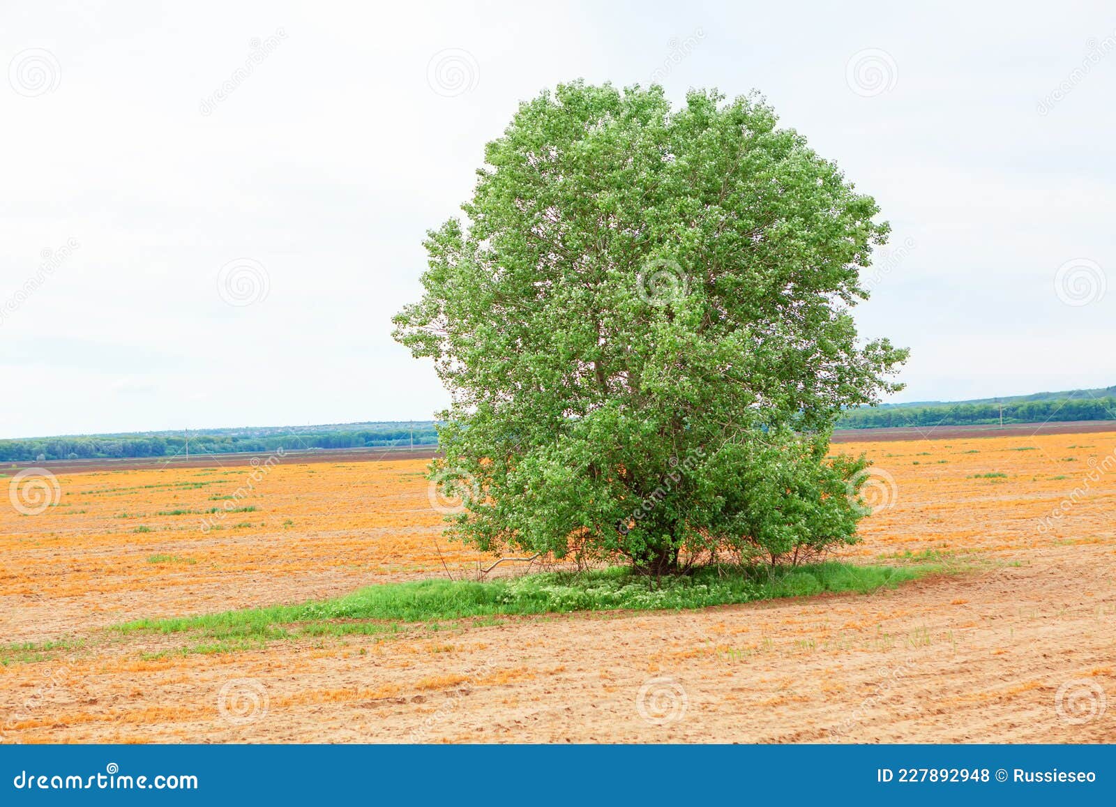 Alone tree at the field stock photo. Image of branch - 227892948
