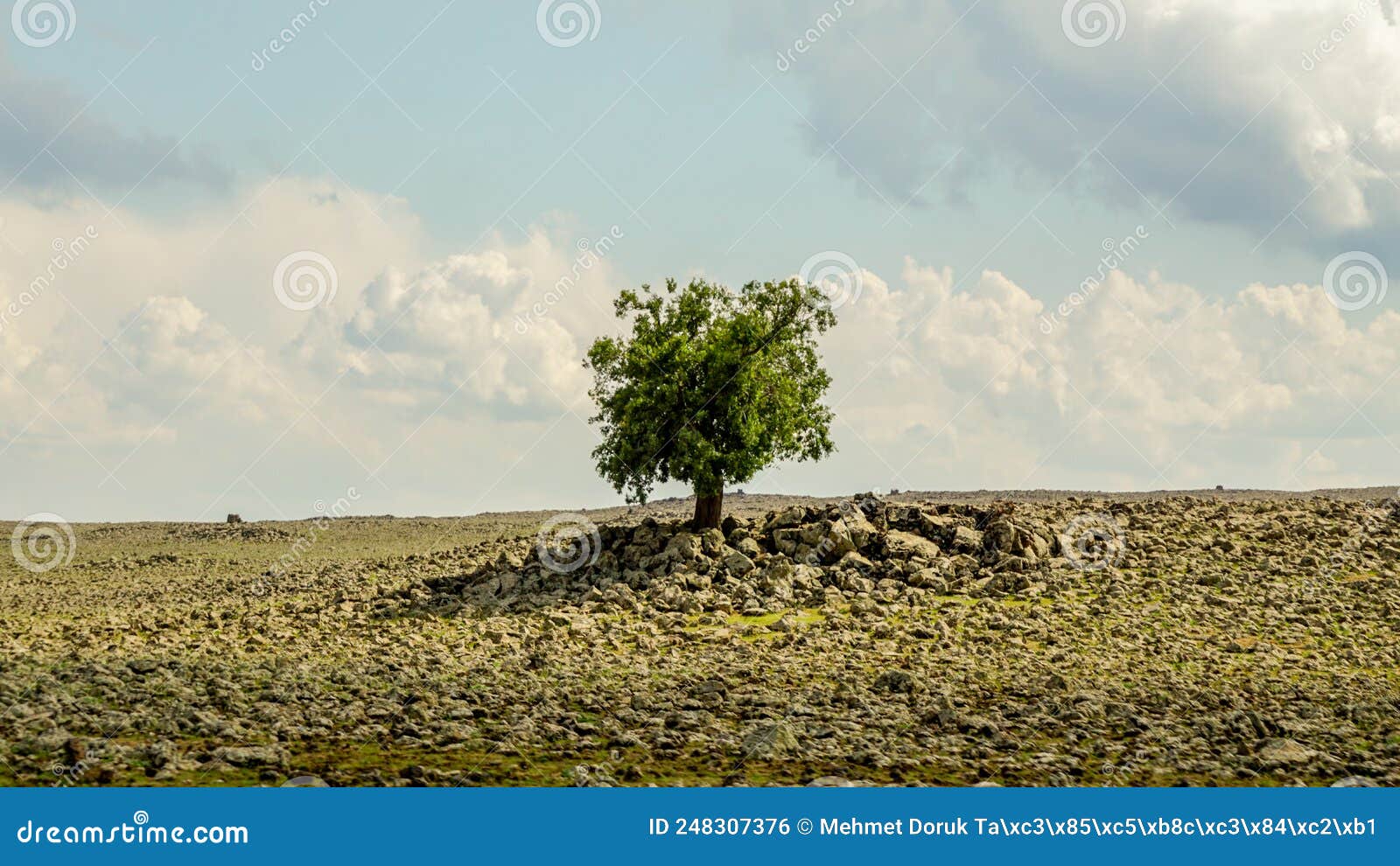 Alone tree on the field stock photo. Image of forest - 248307376