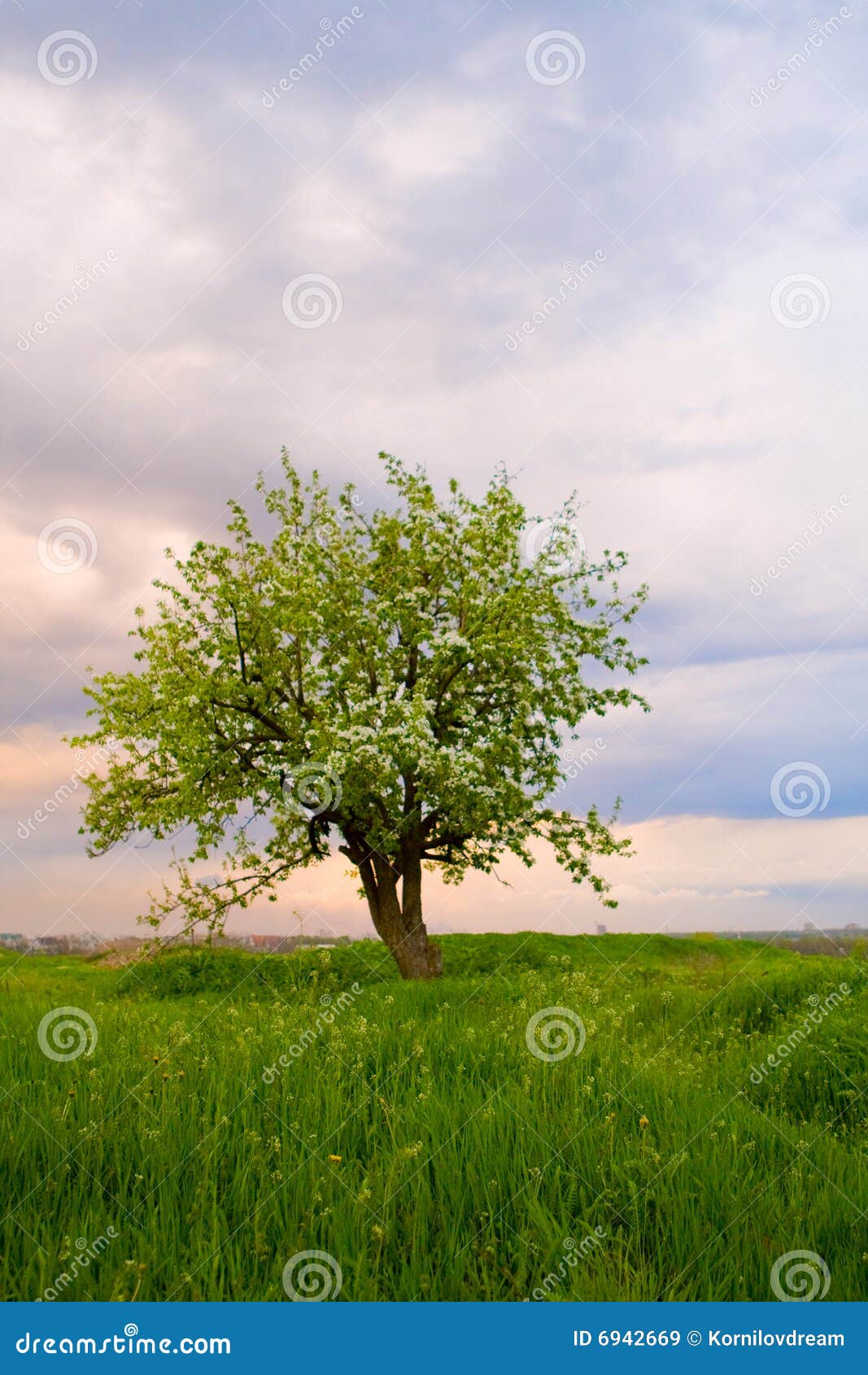 Alone Tree on Field at Sundown Stock Image - Image of horizon, evening ...