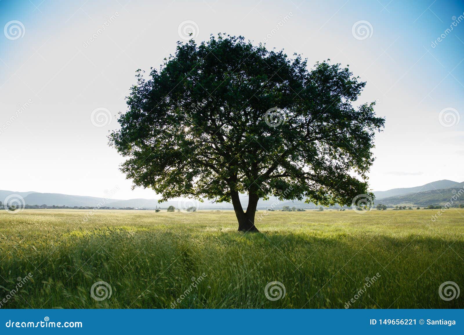 Alone tree in grass field stock image. Image of carolina - 149656221
