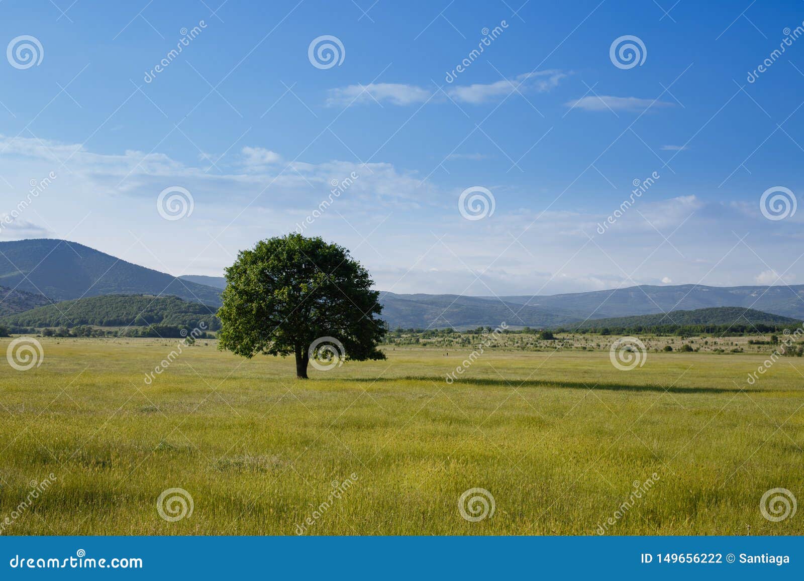 Alone tree in grass field stock photo. Image of alone - 149656222