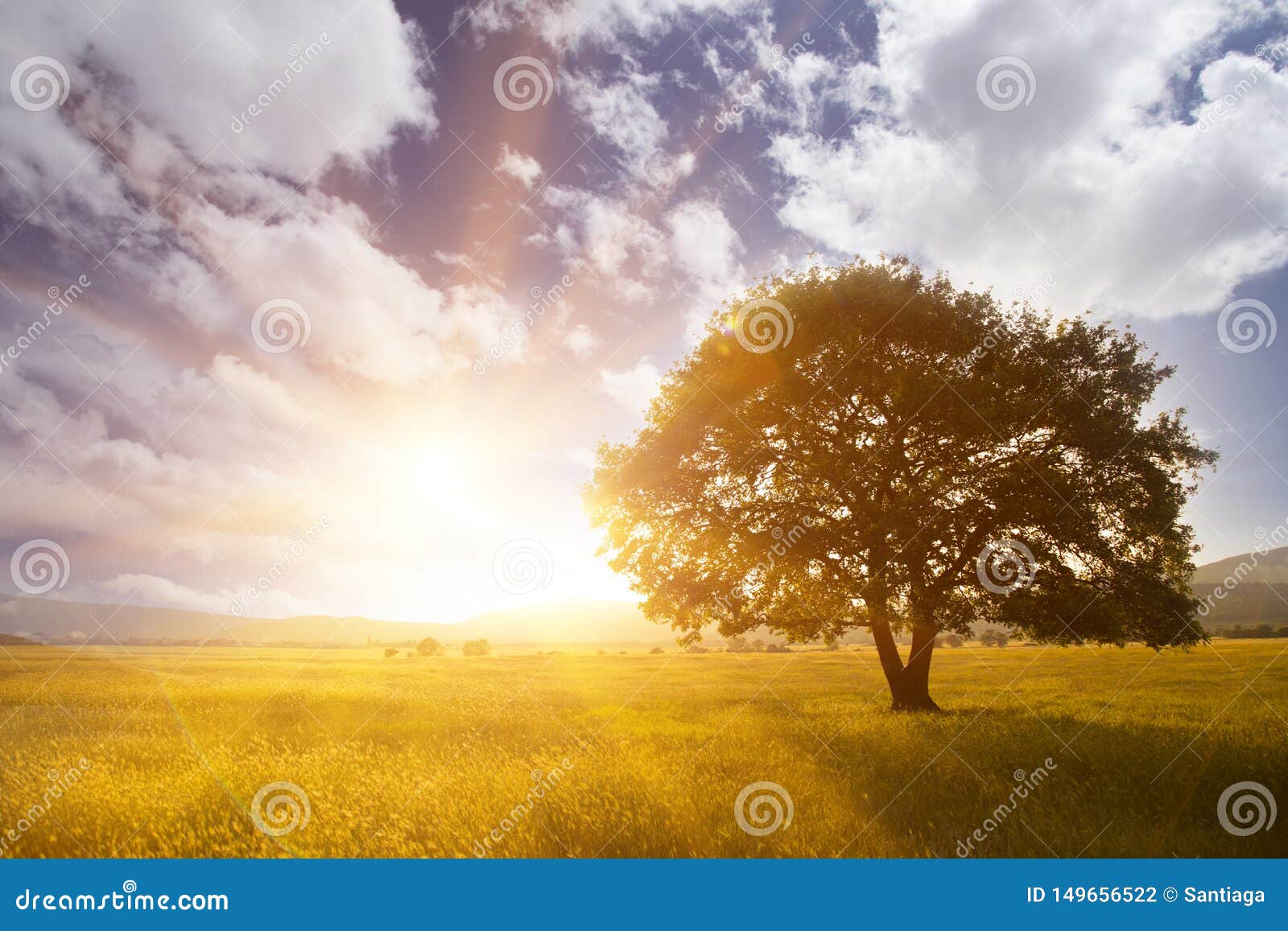 Tree in Grass Field. Lone Oak at Sunset, Against a Background of ...