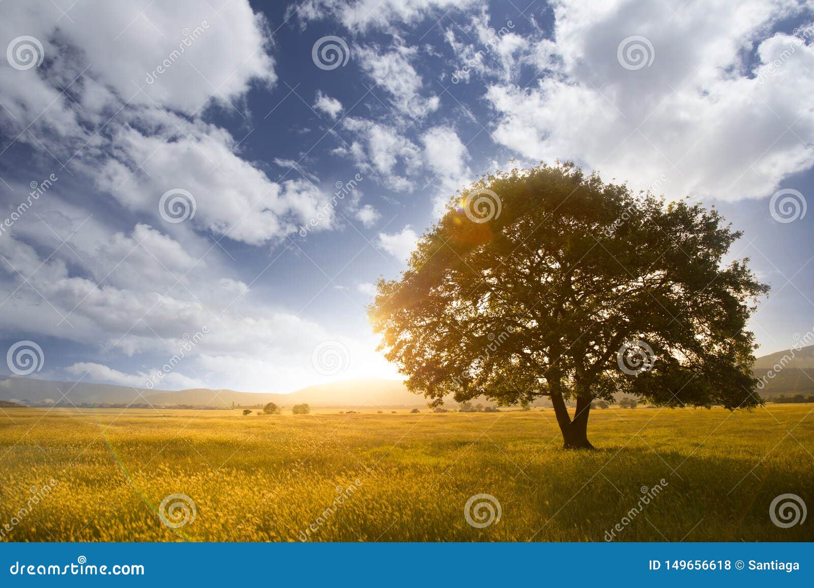 Tree in Grass Field. Lone Oak at Sunset, Against a Background of ...