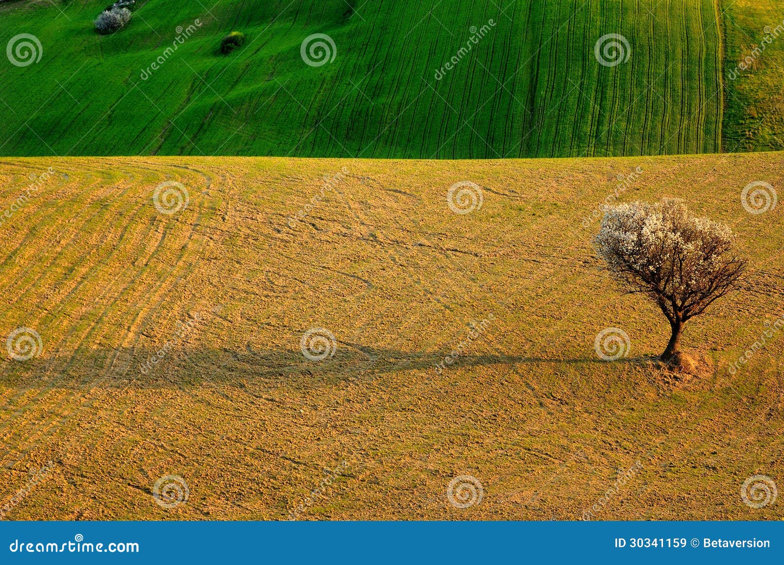 Alone tree stock image. Image of landscape, nature, outdoor - 30341159