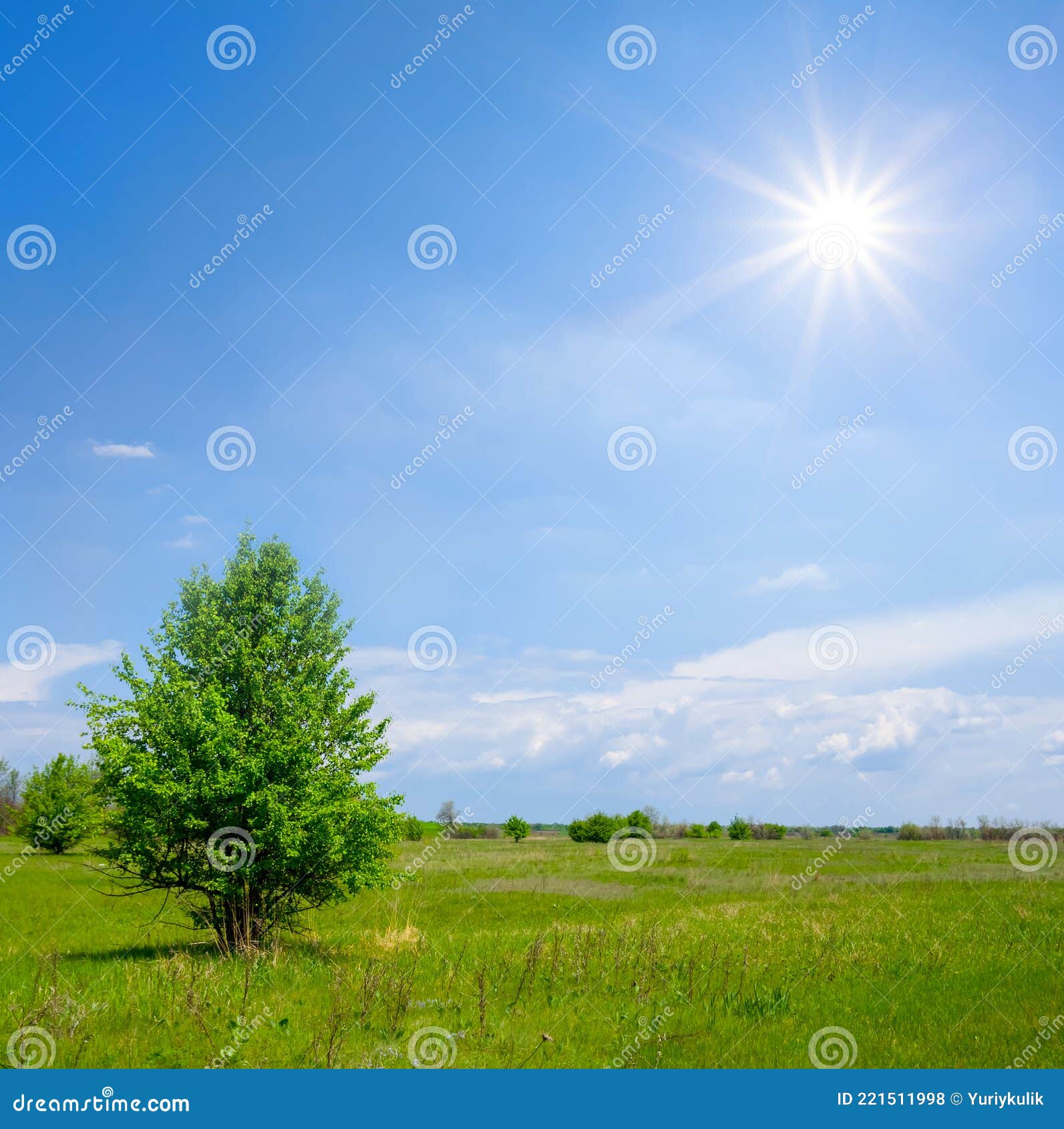 Tree among Green Prairie Under a Sparkle Sun Stock Photo - Image of ...