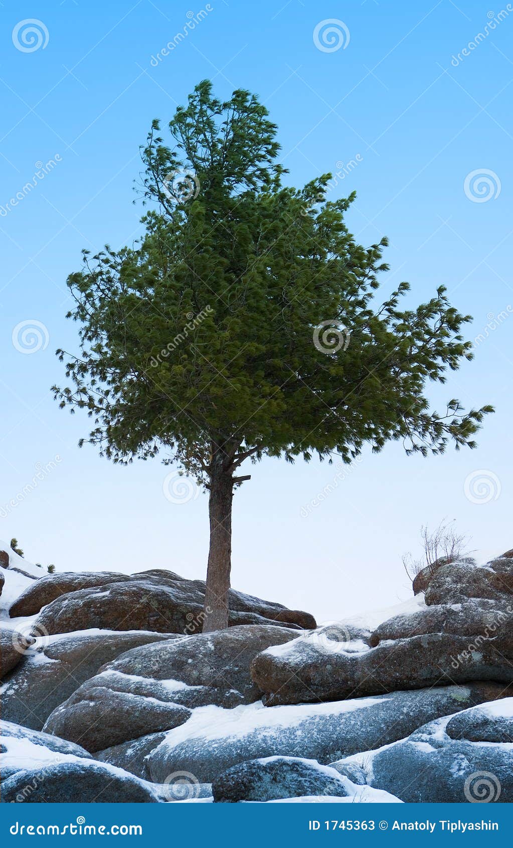 Alone Tree Grow Over Blue Sky on Stone Stock Image - Image of horizon ...