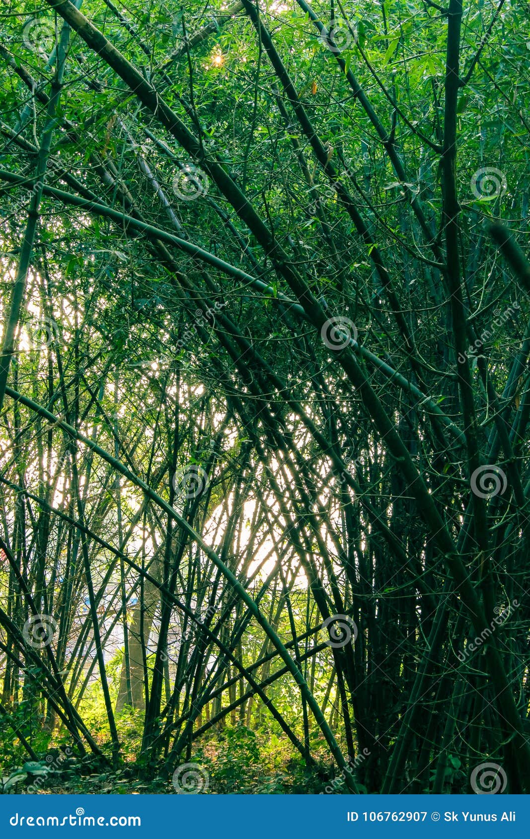 A Alone Tree Hide Under Bamboo Trees Stock Image - Image of bamboo ...