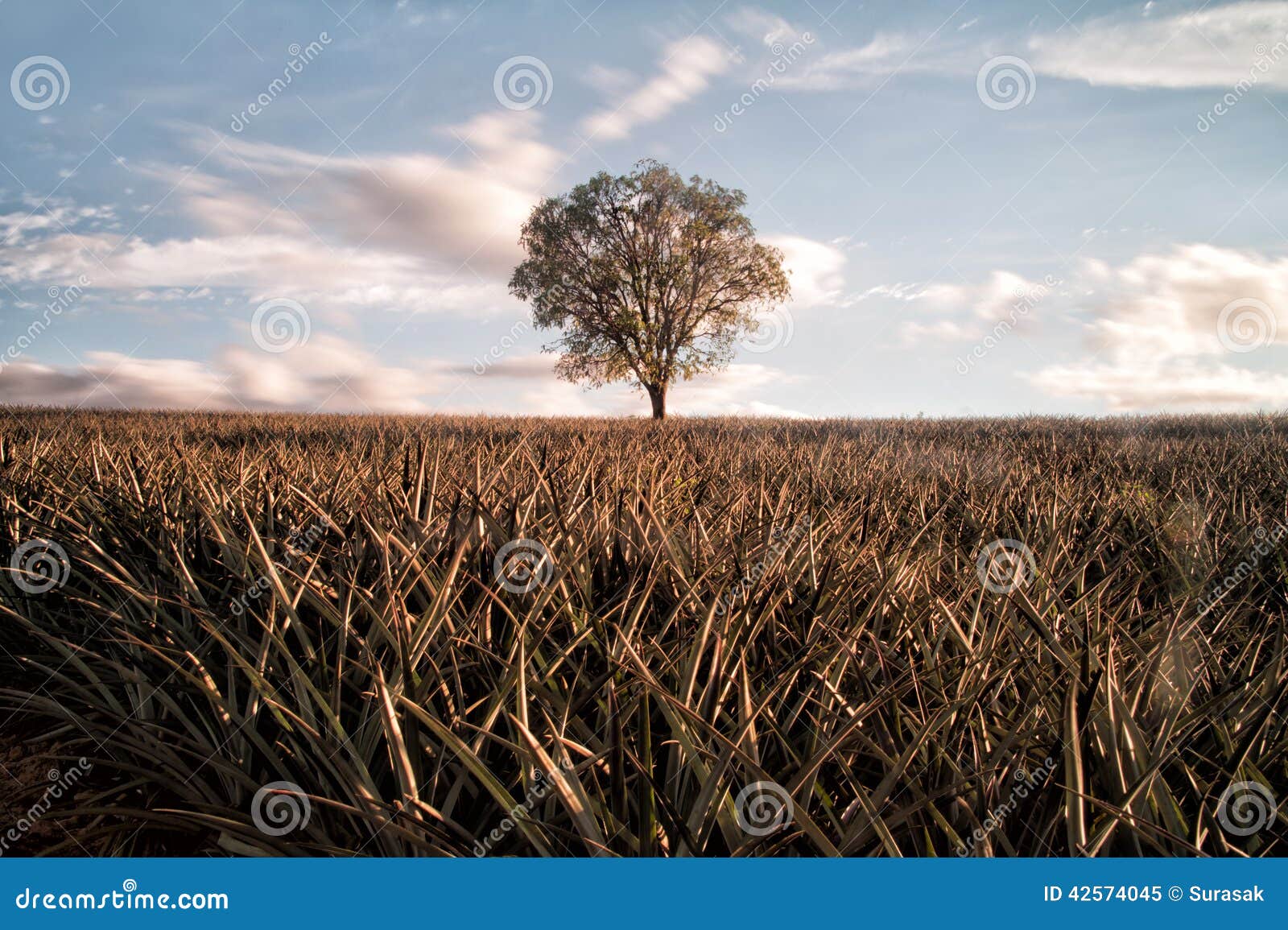 Alone tree stock image. Image of heaven, clear, country - 42574045