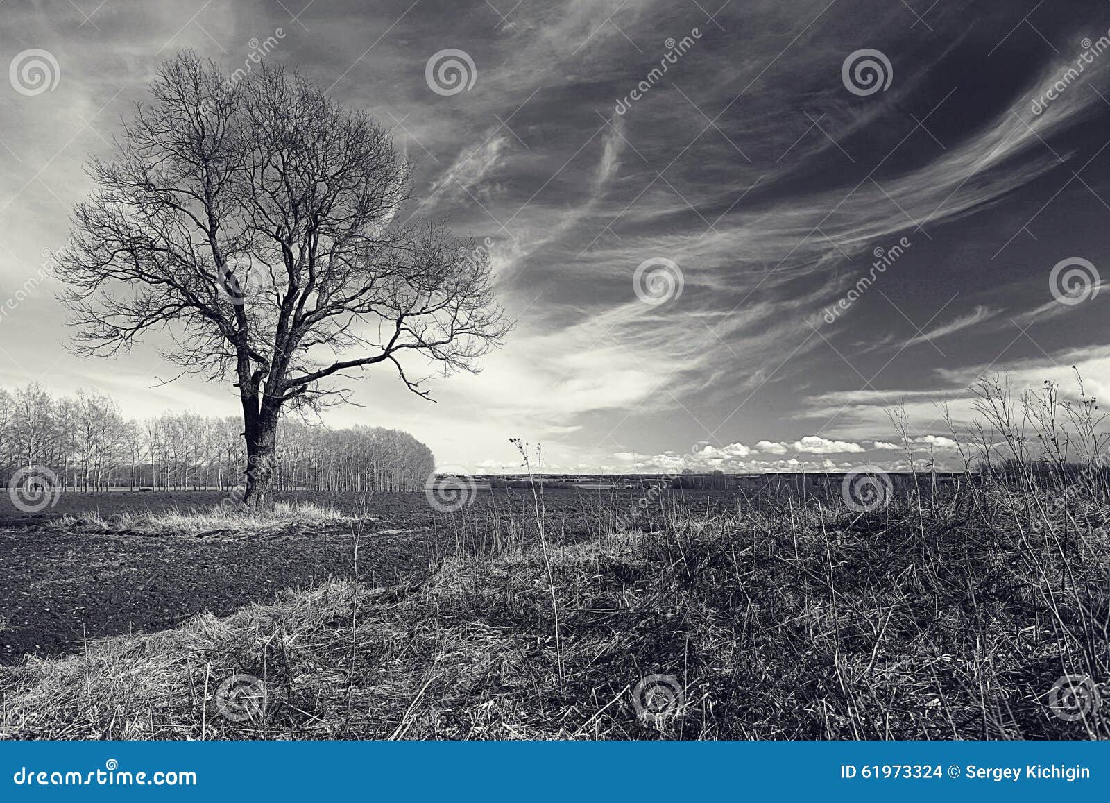 Alone tree without leaves stock photo. Image of outdoor - 61973324
