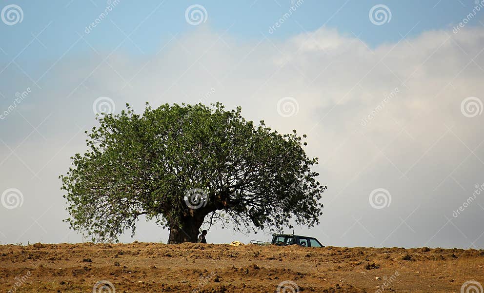 Alone Tree stock image. Image of clouds, skies, hill - 73702477