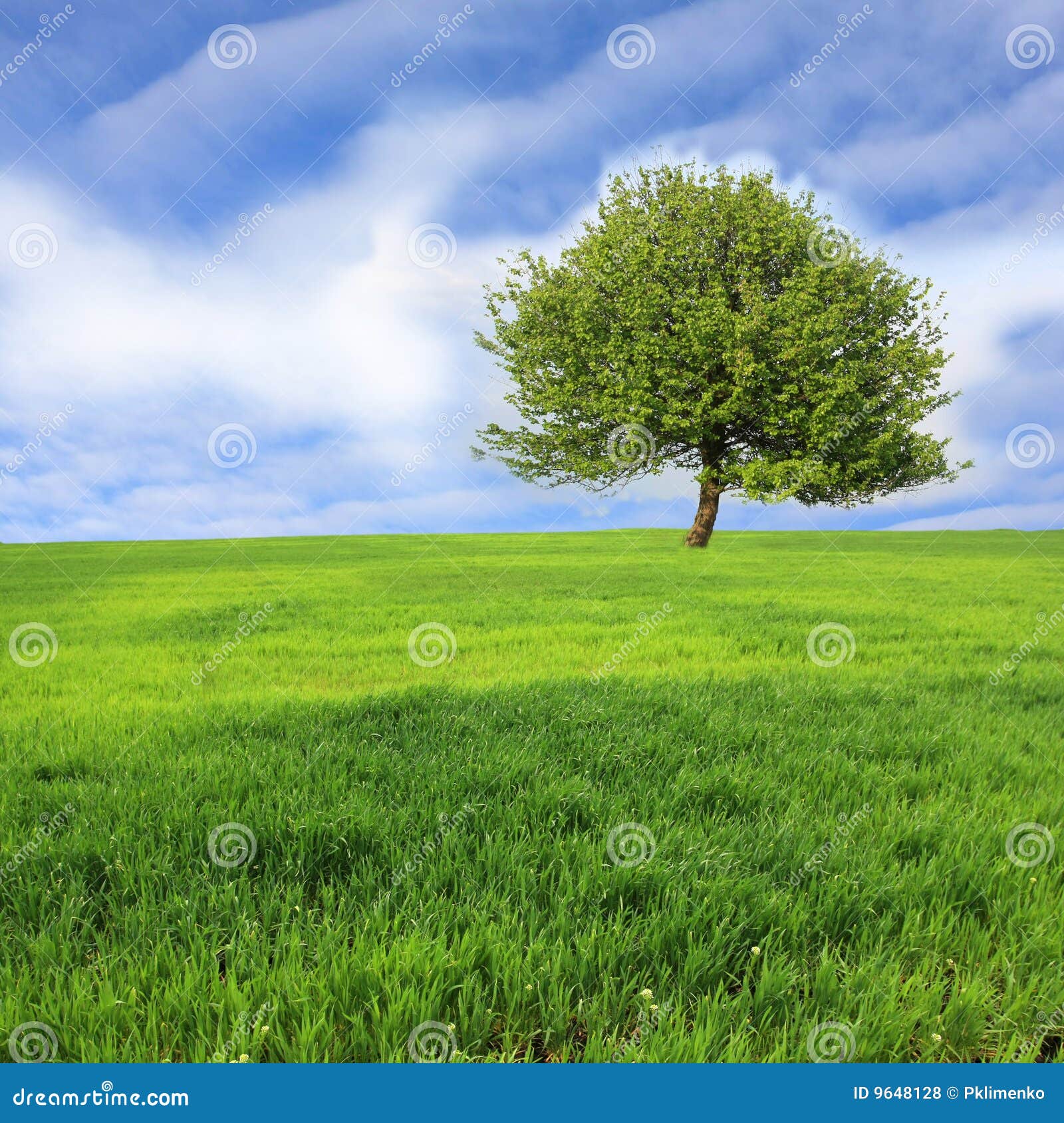 Alone tree on meadow stock photo. Image of alone, tree - 9648128