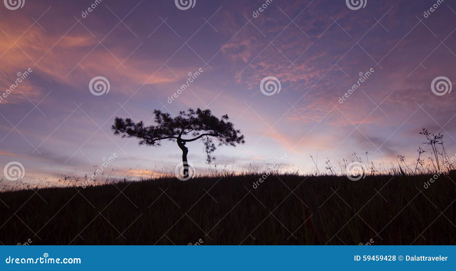 Alone Tree on Meadow at Sunset Stock Photo - Image of beautiful, nature ...