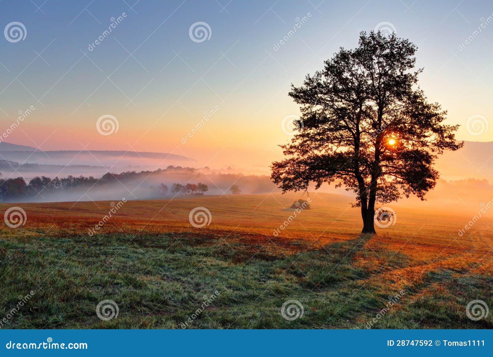 Alone Tree on Meadow at Sunset with Sun and Mist Stock Photo - Image of ...